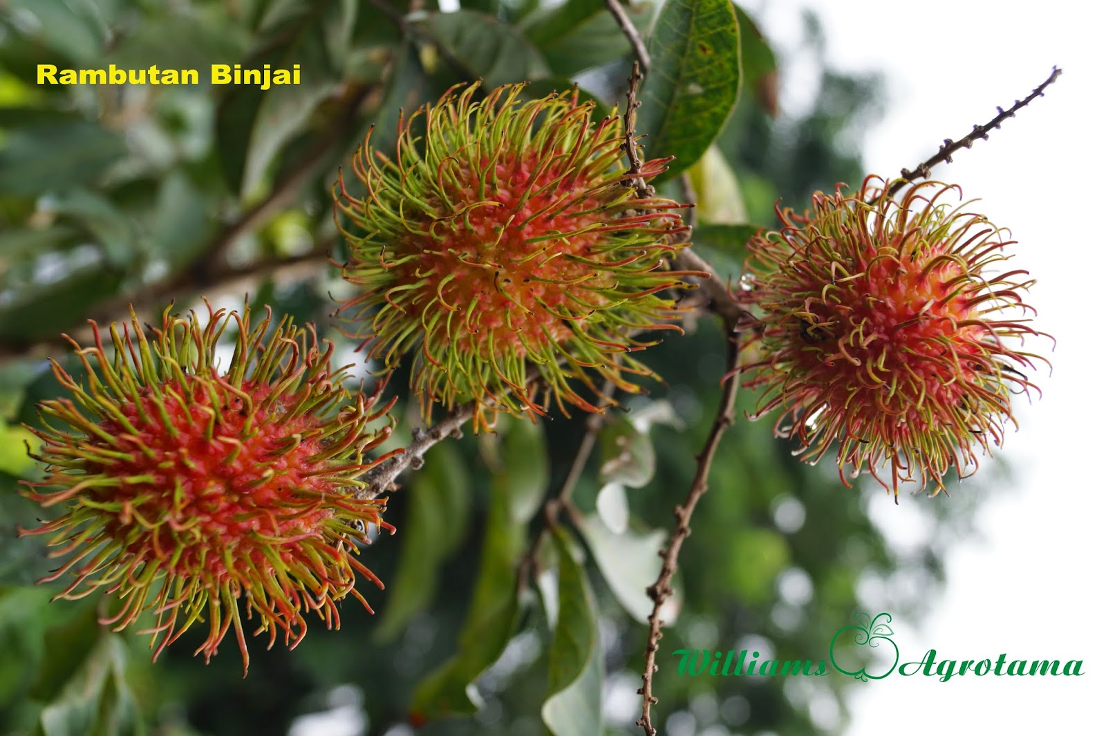 Kebun Bibit Serang: RAMBUTAN