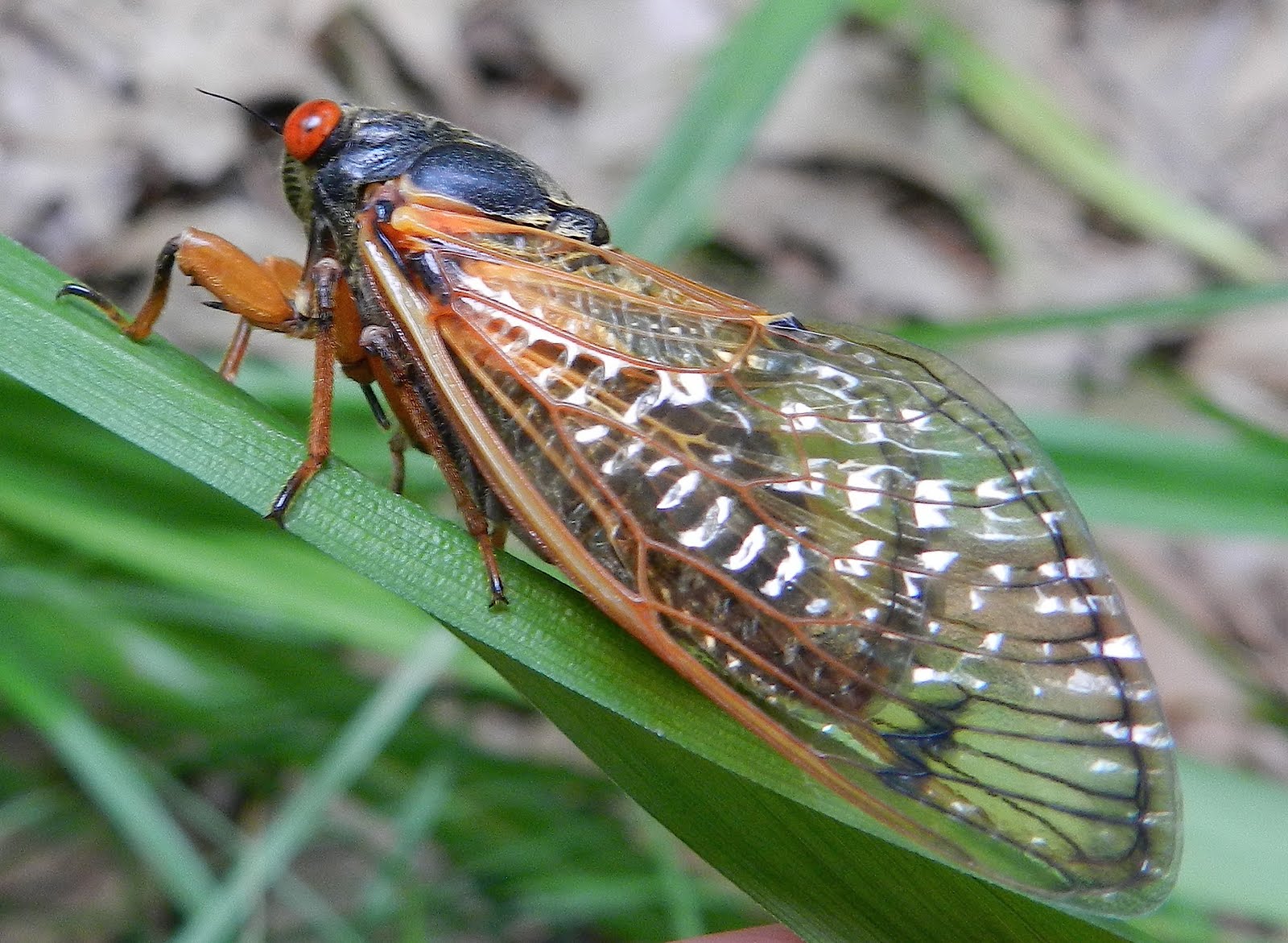 World Peace Wetland Prairie: Cicada outgrows exoskeleton on May 22 ...