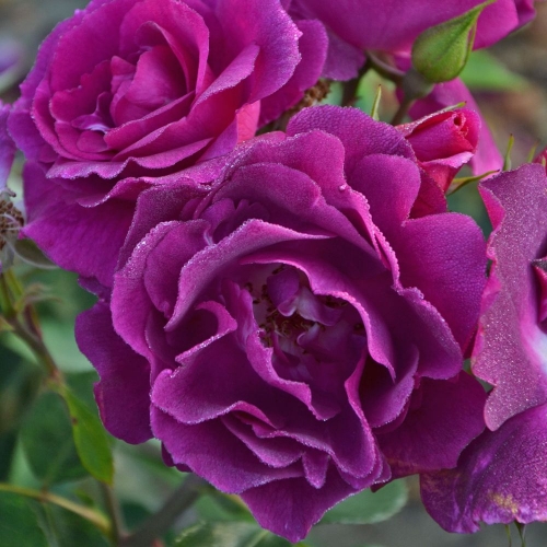 Promesse de roses: Bluebell