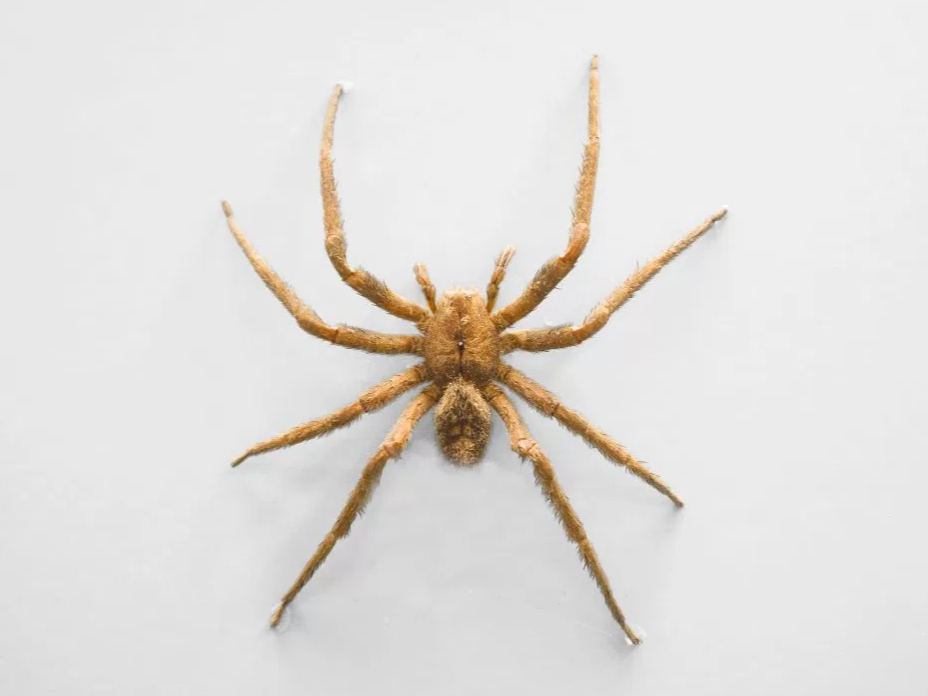 Hati-Hati Kalau Terjumpa Tanda Putih Seperti Ini Pada Buah Pisang ...