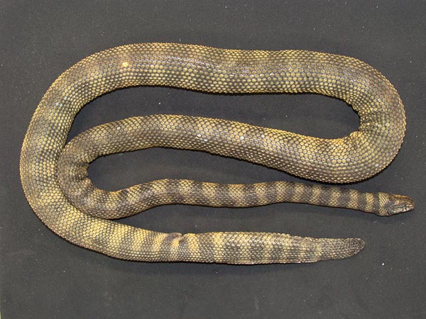 Bisarbeat: Spiny, Venomous New Sea Snake Discovered