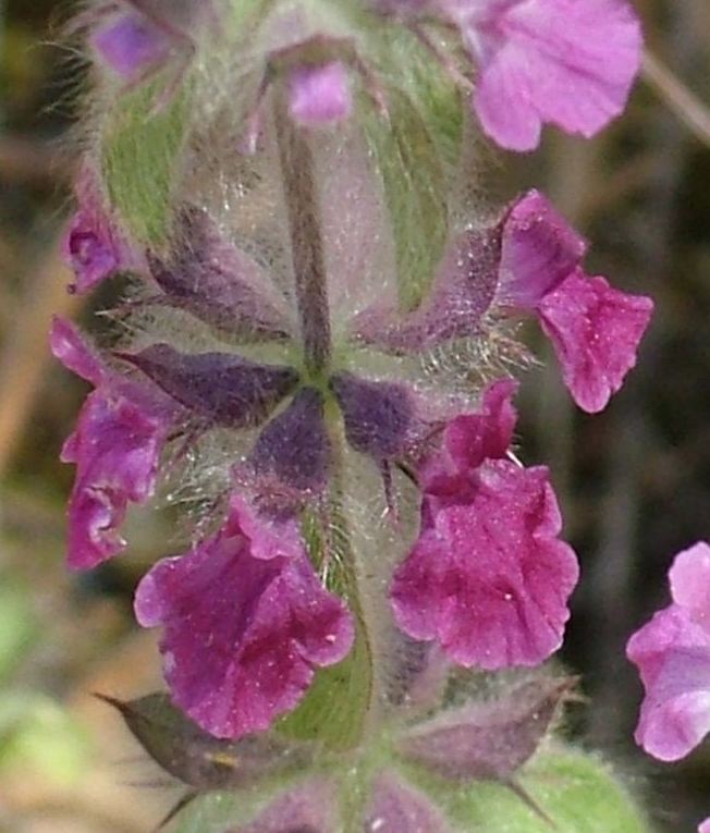 Peloponnese Nature: January 2012