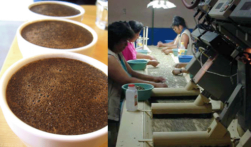 10 Kopi Paling Mahal Di Dunia | Serba Sepuluh