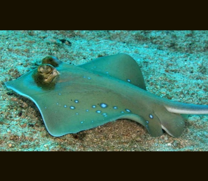 Species New to Science: [Ichthyology • 2017] Neotrygon vali • A New ...