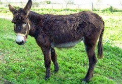 Alla ricerca del meraviglioso: L'asino selvatico e l'asino domestico