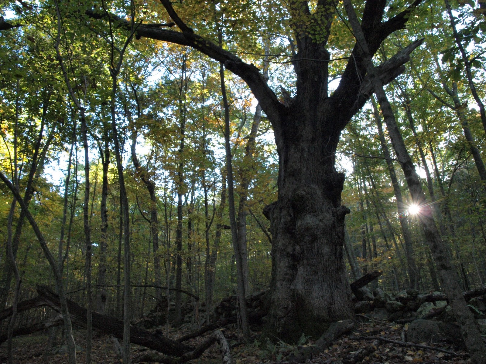 A Life Inspired by Nature: Land of Grand Trees!