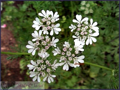 LA MAGIA DE MI JARDIN: UN TAST o CATA