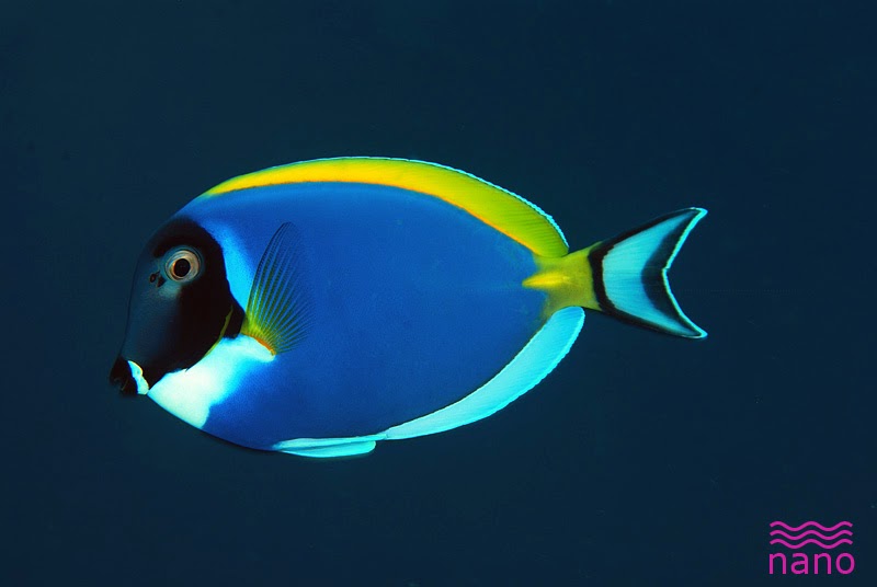 Mundo Oceanico: Pez cirujano azul