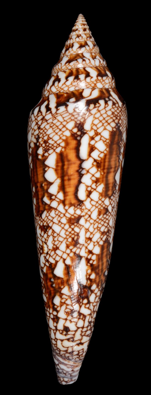 Dr. Lee's Gallery Museum: Conus bengalensis 123.2mm (Long and dark) 孟加拉芋螺
