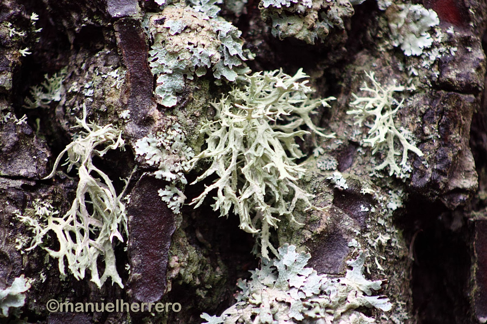 amolapedriza: Líquenes y musgos