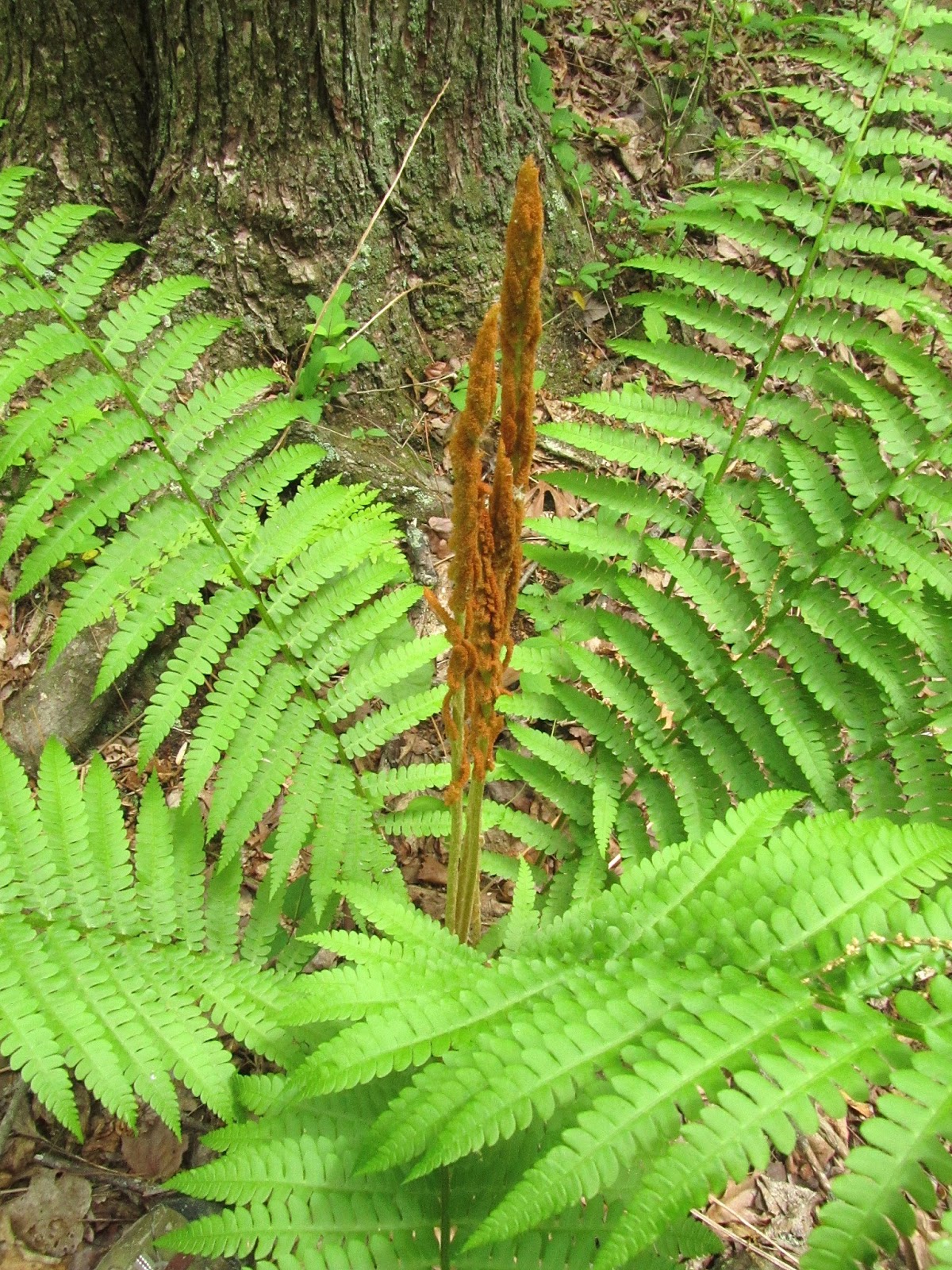 South Mountain Naturalist