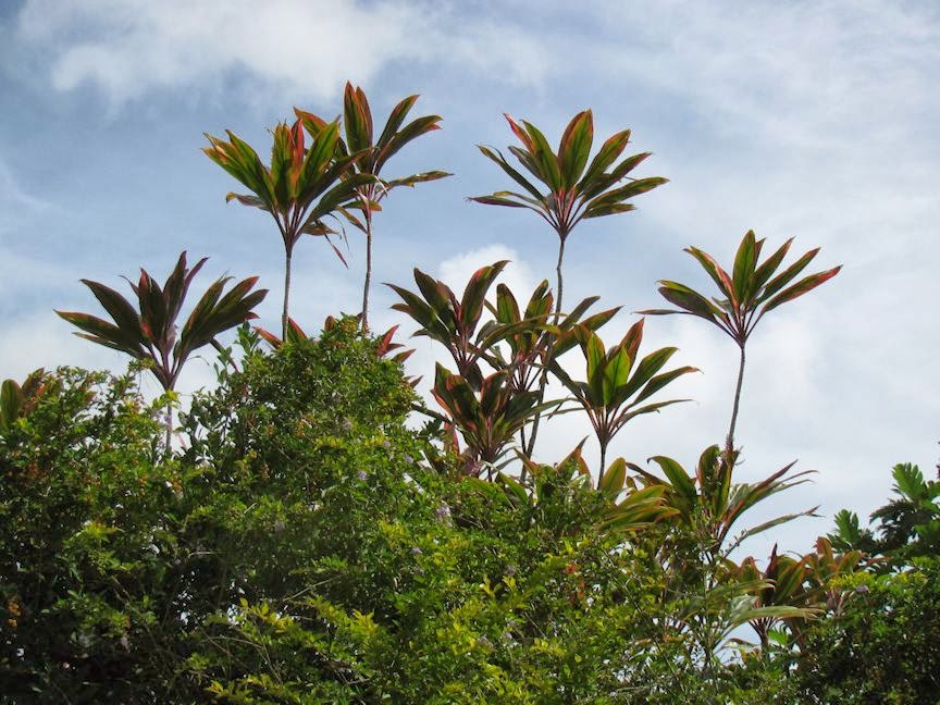 Flora and Fauna - Plants and Critters: More Plants / Flowers from Samoa
