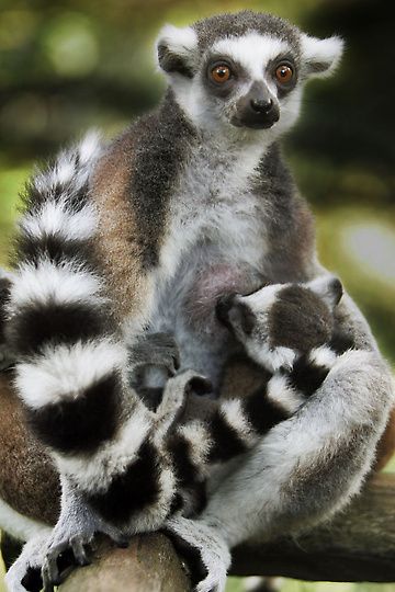 Think Theta: Photos of baby animals from around the world