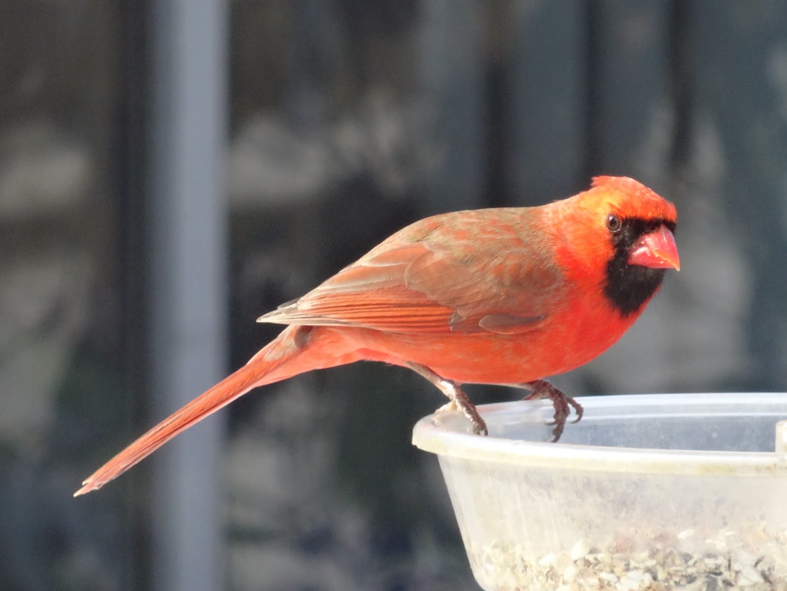 Love, Joy and Peas: Snow Bird Photos and Haiku Poem