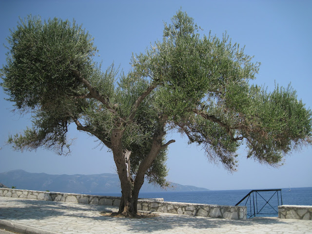 Impresii de calatorie: Zakynthos: Maslini (Zakynthos: Olive Trees)