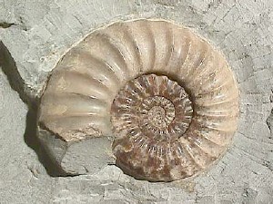 Catalogue of Organisms: The Arms of an Ammonite