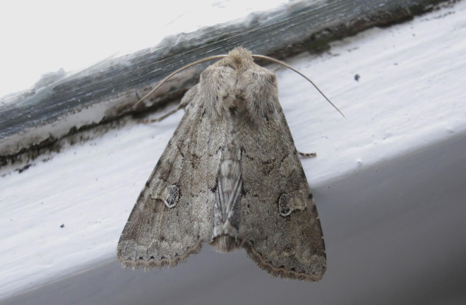 Non-Stop Birding: A few recent moths