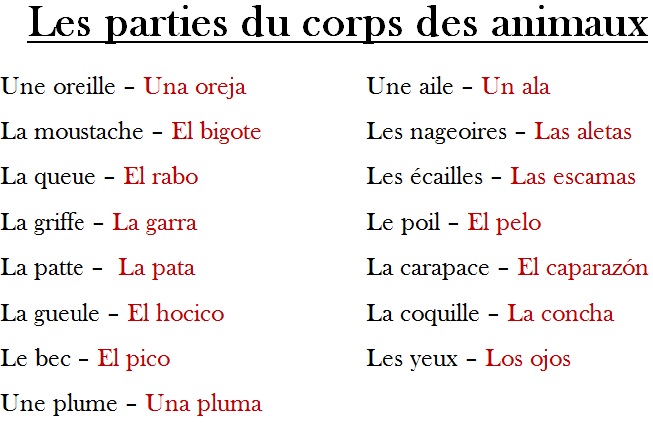 EN ROUTE avec ANDREA : LES ANIMAUX