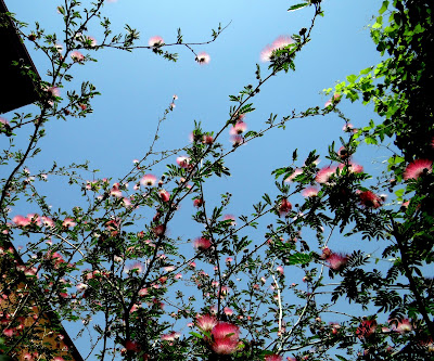 PazzaPazza: NEMUNOKI - THE SLEEPING TREE