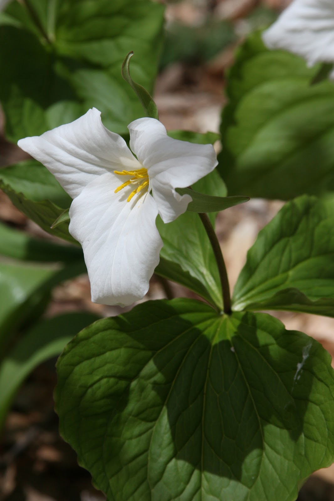 Isabella Conservation District Environmental Education Program: Leaves ...