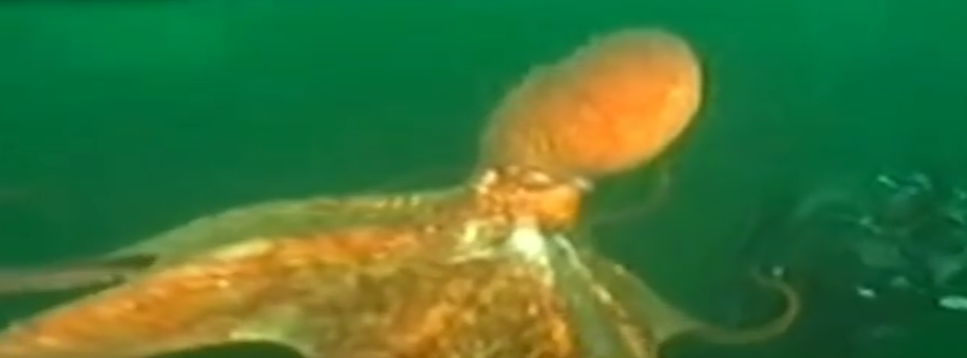 Hewan Asli Yang Tampilannya Aneh Mirip Seperti Photoshop