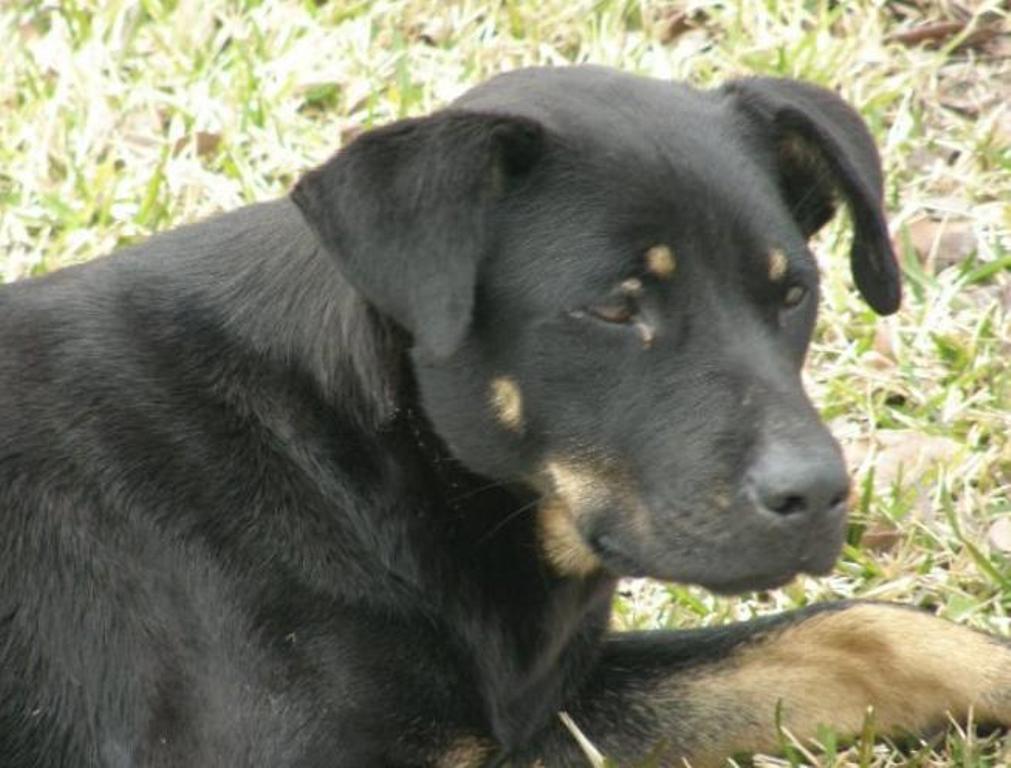 Barrio Watch Dog: Beloved Barrio Dog is Killed