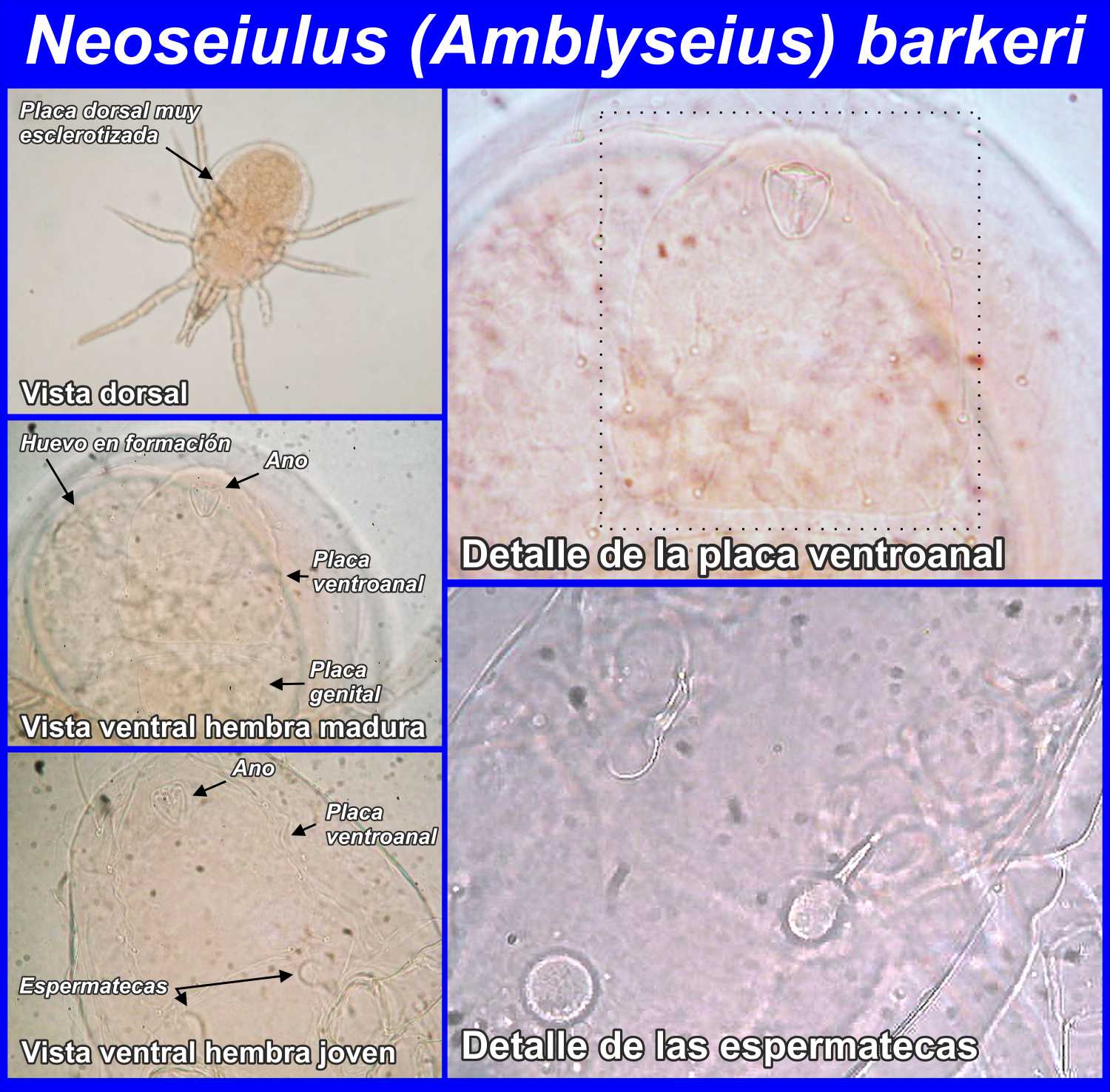 Homo agricola: Neoseilus (Amblyseius) barkeri. Identificando fitoseidos.