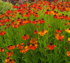 Wednesday's Child: Perfect Fall Colors