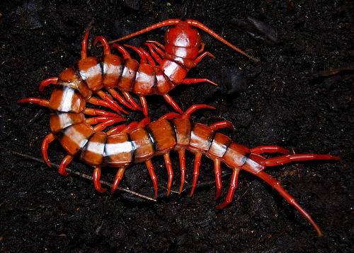 etombiruodotcom: 10 lipan terbesar di dunia