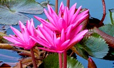 Natural Flowers in Sri Lanka | SL Flora