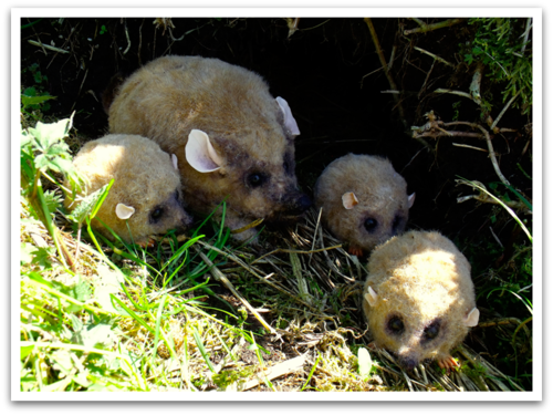 Fairilee Wilds Blog: In search of the Haggis (Albas Haggisorum)