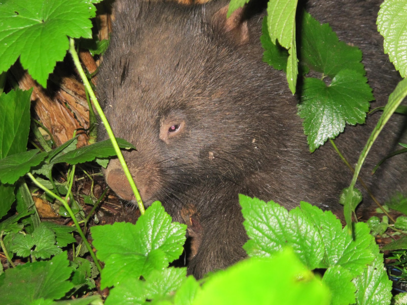 Ungardened Moments: A wombat in our backyard
