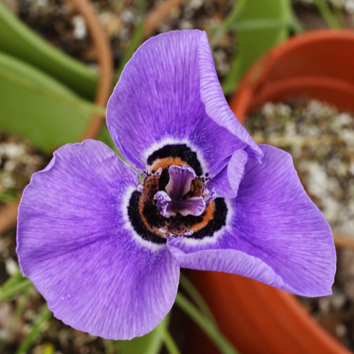 Growing Cool Plants: 2013