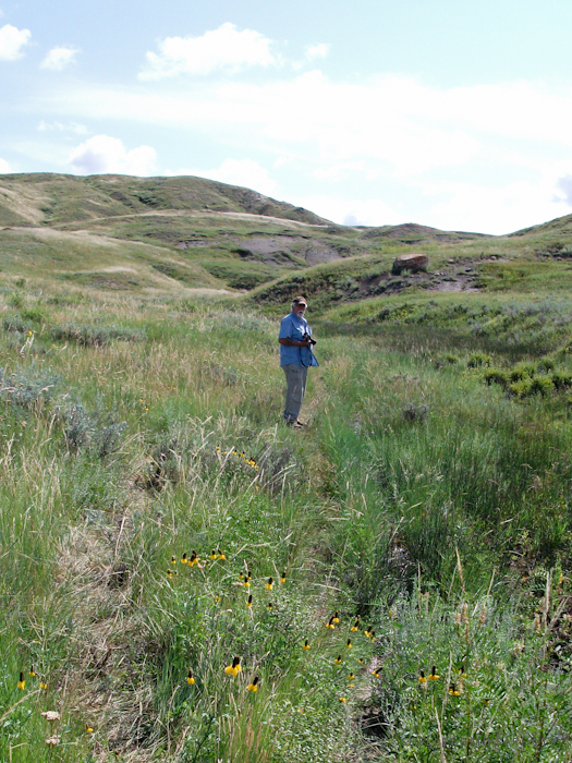 Prairie Wildflowers: Prairie Coneflowers: Gold in July grasses