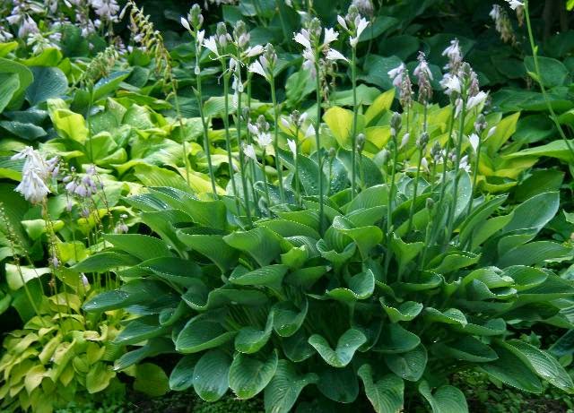 Briar Hill Farms: Meet Ron Livingston: Hybridizer of Hosta