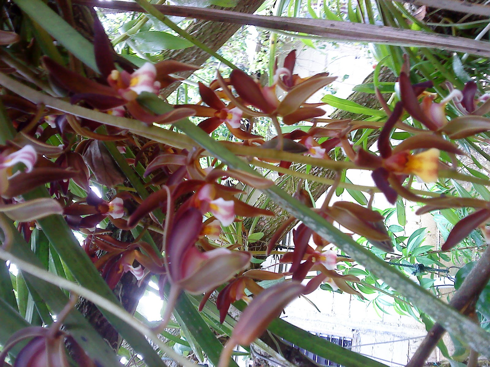 peminat orkid liar: cymbidium atropurpureum