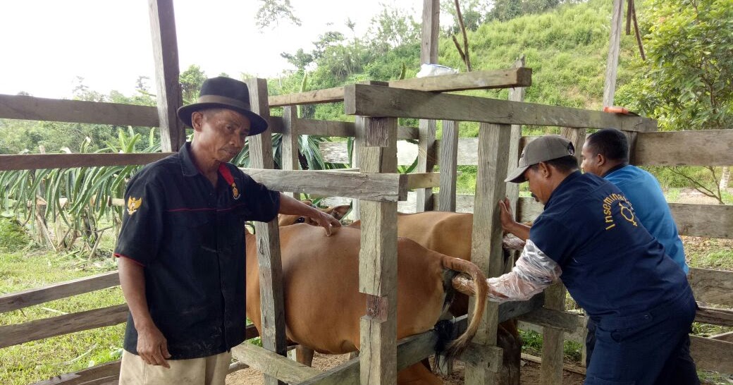 Cara Melakukan IB Pada Sapi - Agriter Berau