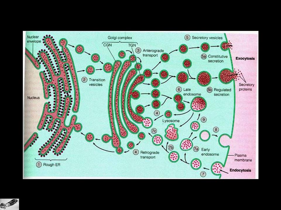 ...y la vida evolucionó: Membrana plasmática: funciones y transporte-4/15