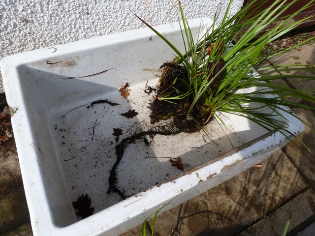 WildlifeKate to Gardener's World Live 2012: Butler Sink to mini pond.....