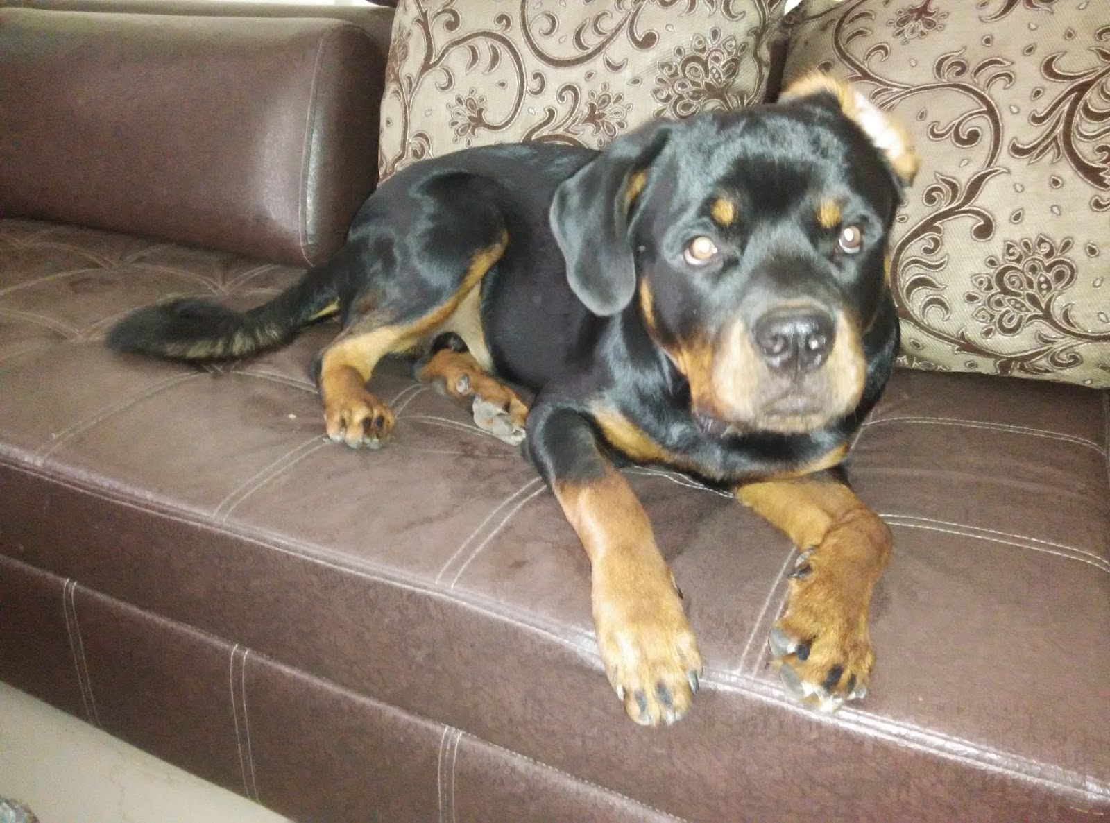 Leo - The Rottweiler: 8 Months Old Rottweiler Puppy Pics