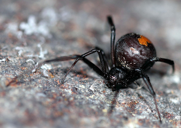 Redback Spider | The Life of Animals
