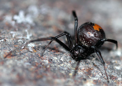Redback Spider | The Life of Animals
