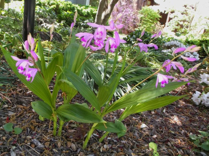 Future Plants by Randy Stewart: Bletilla Orchids