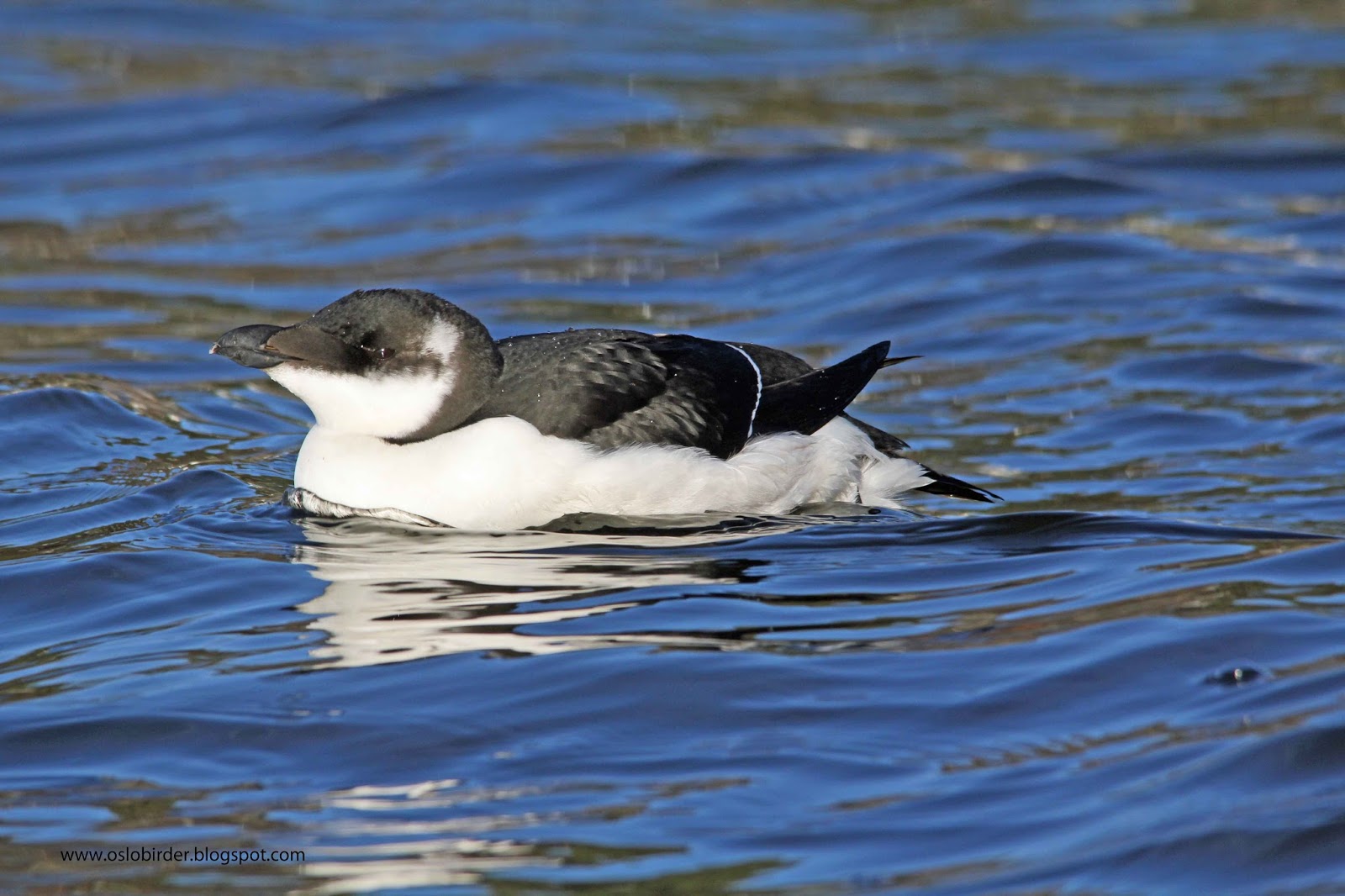 OSLO BIRDER: Razorbill