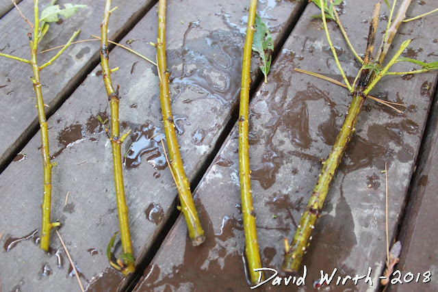 Propagation of Tree Branches - Grow Tree from Cuttings