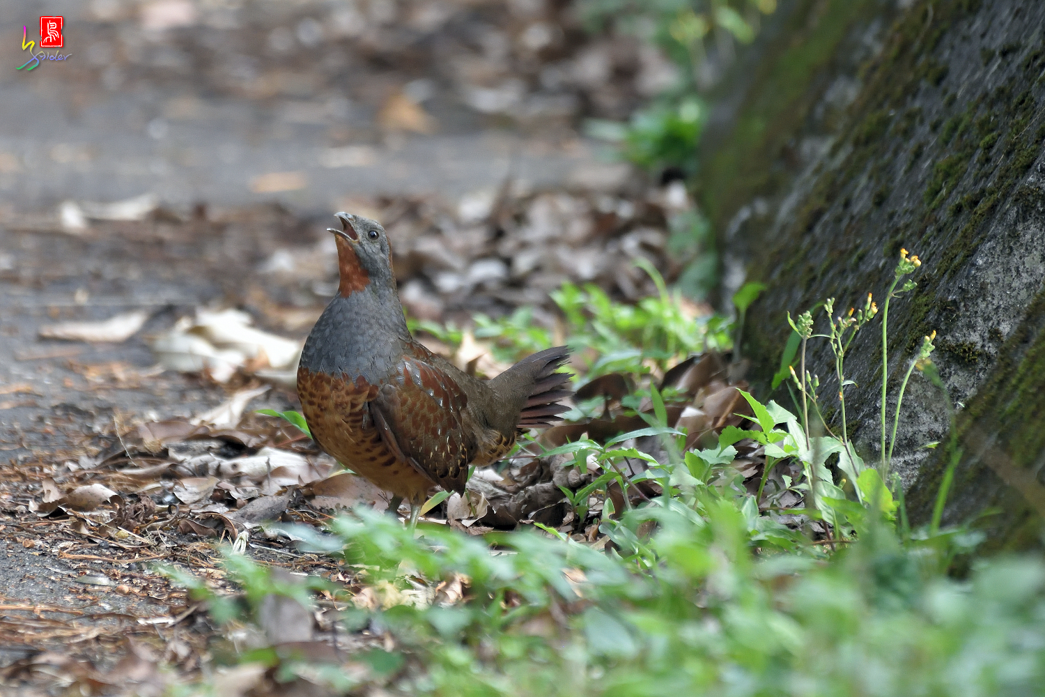Alder's Bird-watching Notes: 坪林竹雞．Taiwan Bamboo Partridge@Pinling．2020 ...