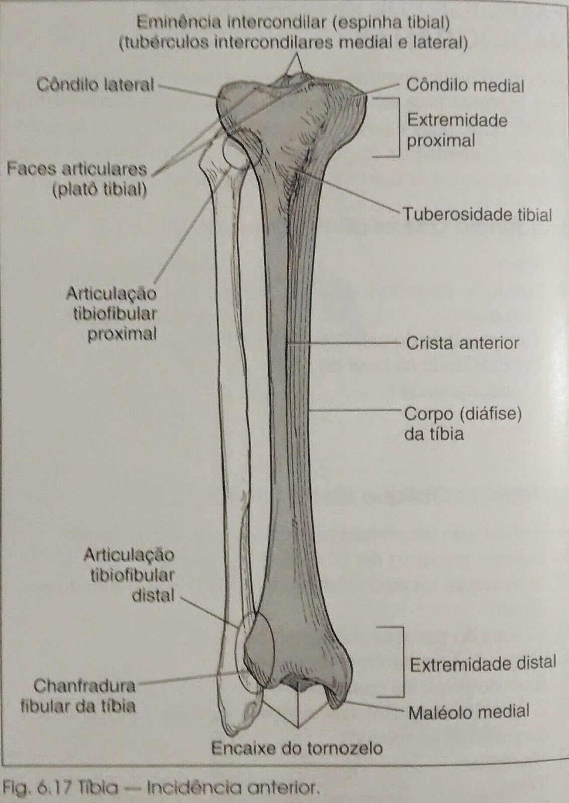 Tibia Osso Da Perna - RETOEDU