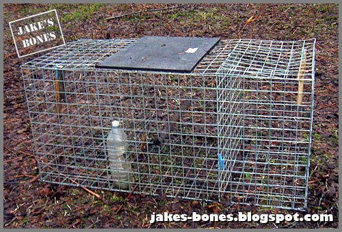 Four different corvid skulls : Jake's Bones