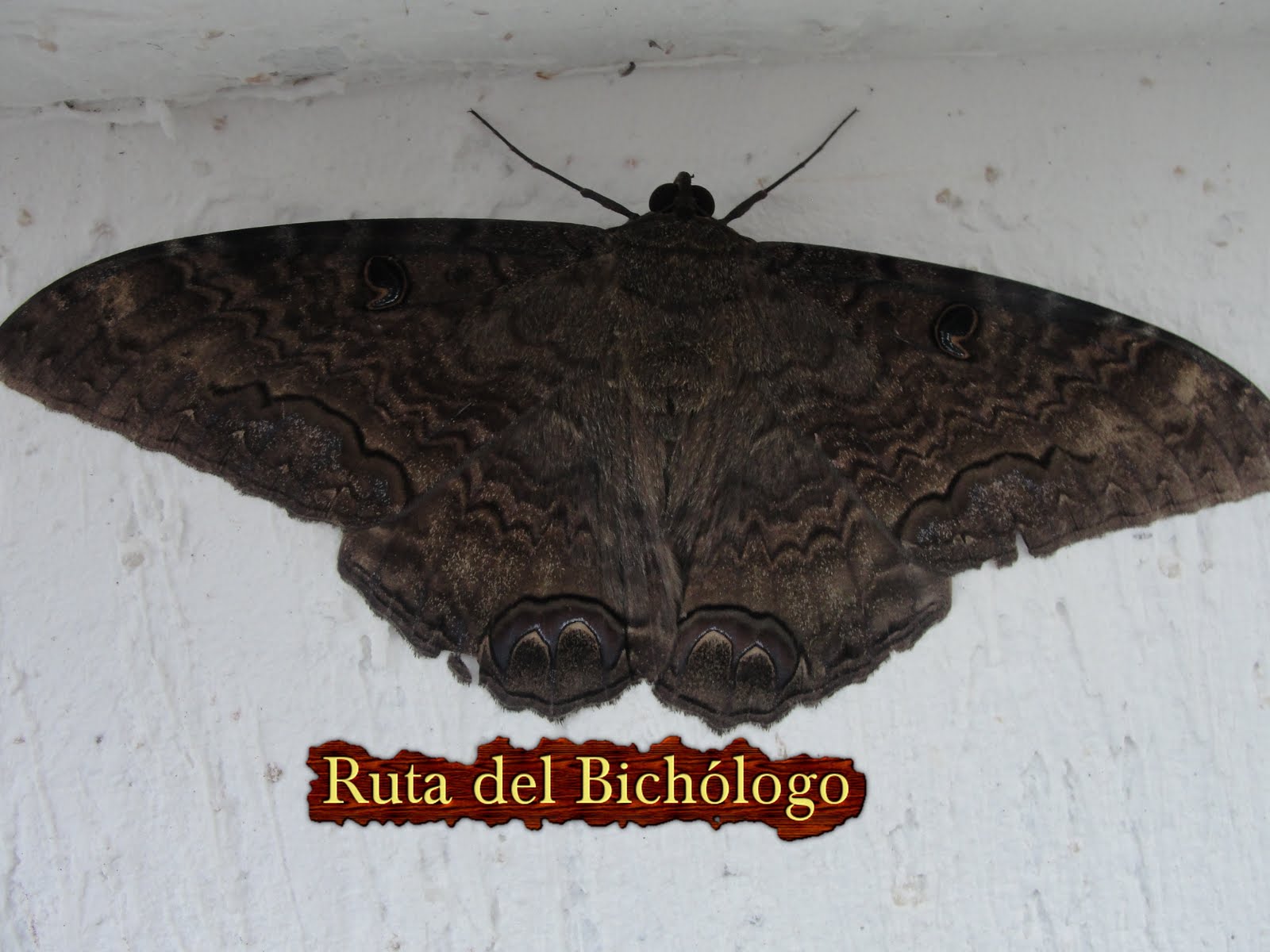 Ascalapha odorata (Linnaeus, 1758) (Lepidoptera: Erebidae) ~ La Ruta del Bichólogo