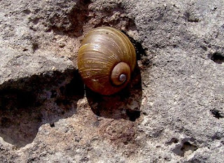 THE CARACOLERIA (CARACOLAND): Helix aperta/Cantareus apertus (Caracol ...